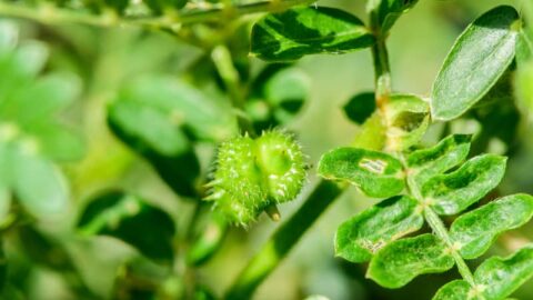 How To Get Rid Of Bindis | Lawn.com.au