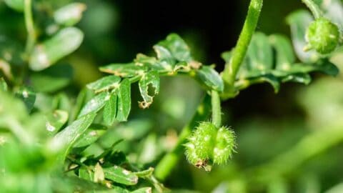How To Get Rid Of Bindis | Lawn.com.au