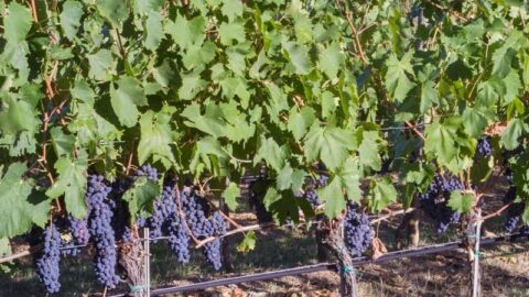 Fast-Growing Climbing Plants In Australia