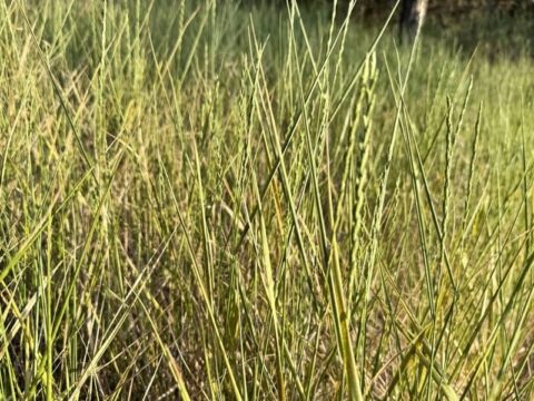 Types Of Lawn Grass In Australia