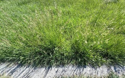 Types Of Lawn Grass In Australia
