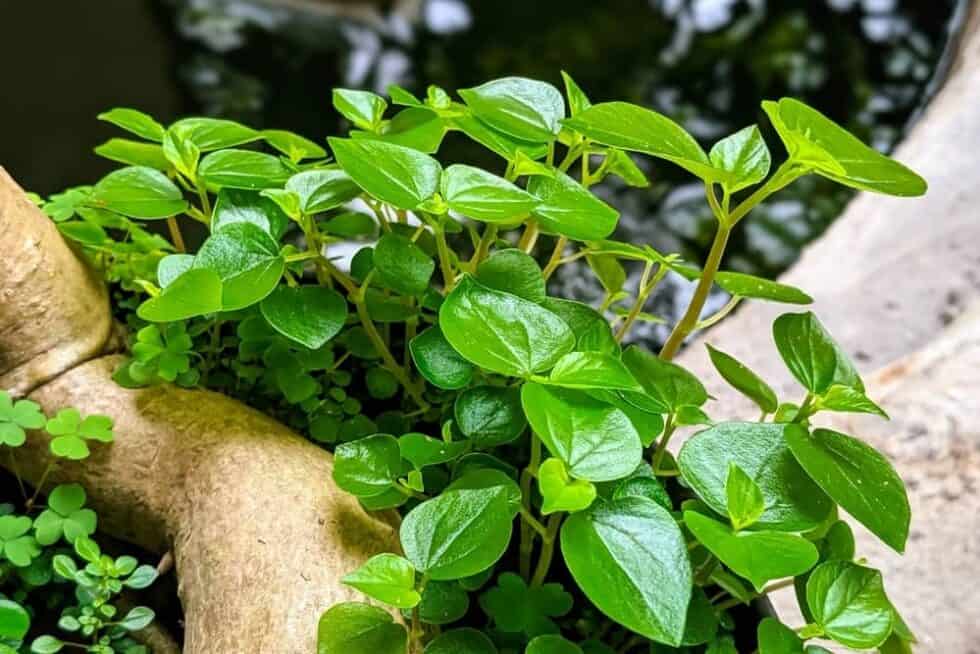 A Complete Guide To Peperomia Varieties In Australia