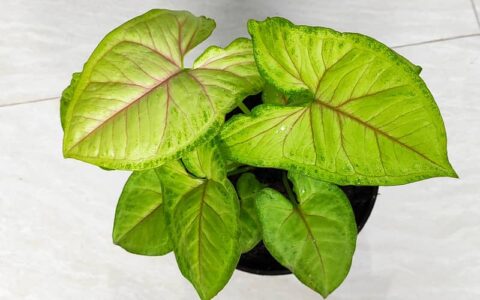 A Complete Guide To Syngonium Varieties