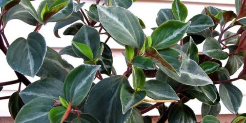 A Complete Guide To Peperomia Varieties In Australia