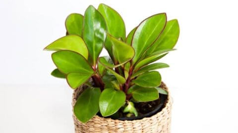 A Complete Guide To Peperomia Varieties In Australia