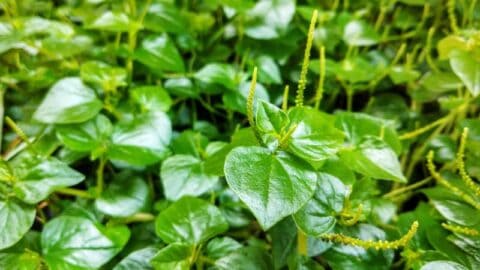 A Complete Guide To Peperomia Varieties In Australia