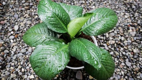 A Complete Guide To Peace Lily Varieties | Lawn.com.au