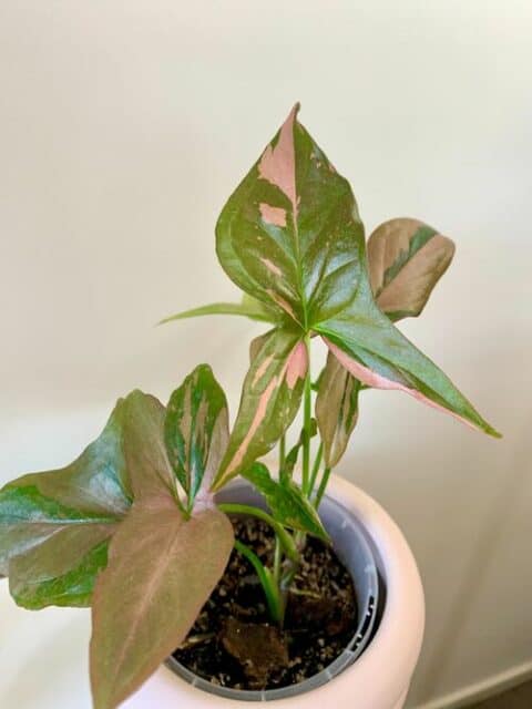 A Complete Guide To Syngonium Varieties