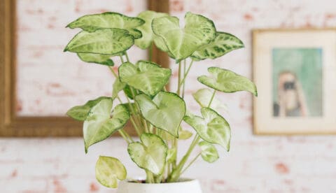 A Complete Guide To Syngonium Varieties