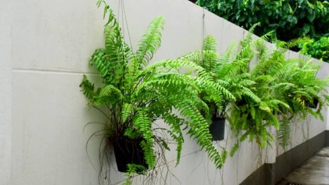 The Top 7 Noise-Blocking Plants In Australia | Lawn.com.au