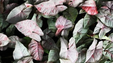 A Complete Guide To Syngonium Varieties