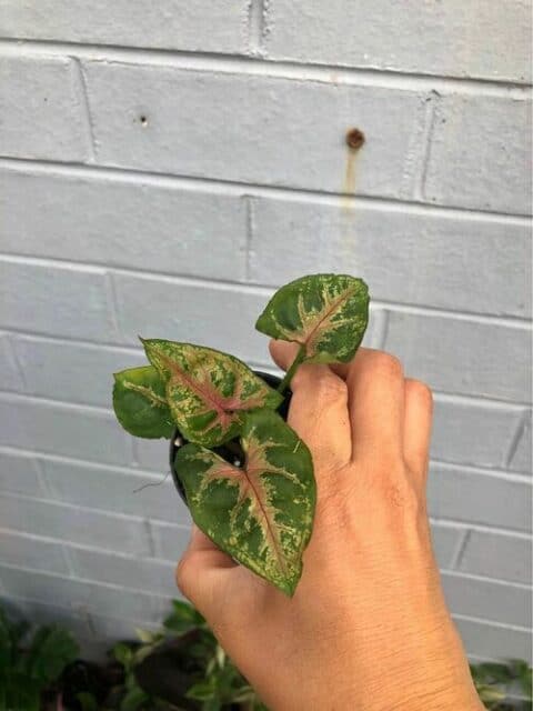 A Complete Guide To Syngonium Varieties