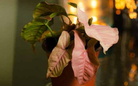 A Complete Guide To Syngonium Varieties