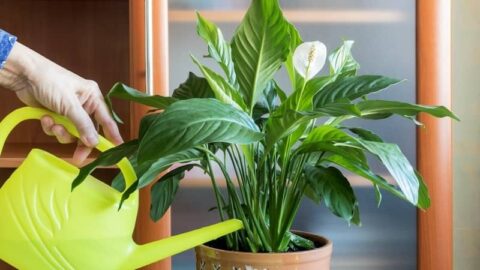 A Complete Guide To Peace Lily Varieties | Lawn.com.au