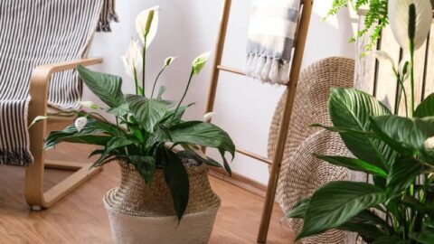 Why Is My Peace Lily Not Flowering? | Lawn.com.au