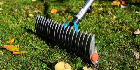 What Is Dethatching? How To Dethatch A Lawn | Lawn.com.au