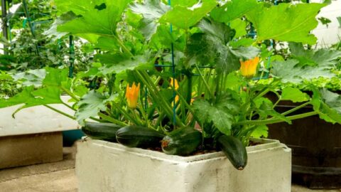 Types Of Zucchini To Grow In Your Garden | Lawn.com.au