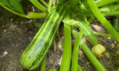 Types Of Zucchini To Grow In Your Garden | Lawn.com.au