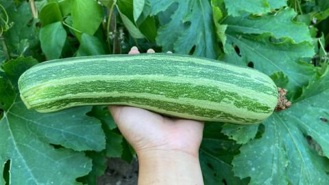 Types Of Zucchini To Grow In Your Garden | Lawn.com.au