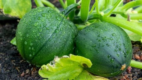 Types Of Zucchini To Grow In Your Garden | Lawn.com.au