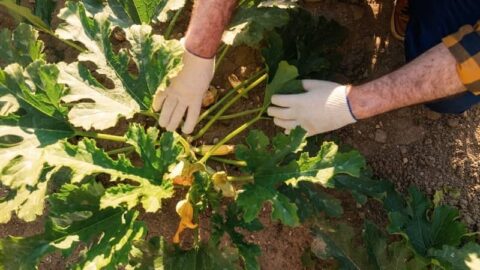 How To Pollinate Zucchini Plants | Lawn.com.au