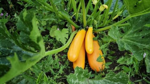Types Of Zucchini To Grow In Your Garden | Lawn.com.au