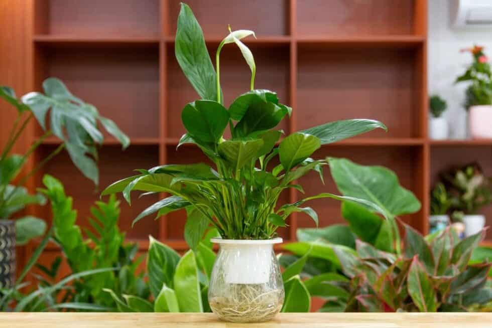 How To Grow A Peace Lily In Water | Lawn.com.au