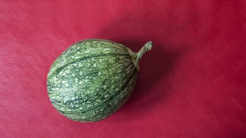 Types Of Zucchini To Grow In Your Garden | Lawn.com.au