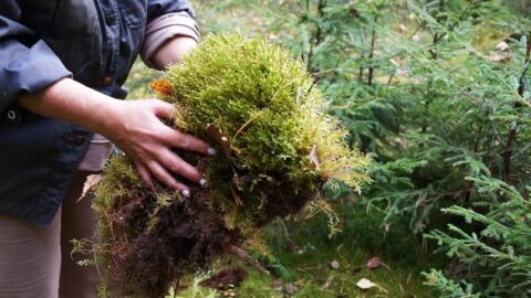 How To Lower pH In Soil | Lawn.com.au