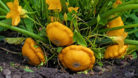 Types Of Zucchini To Grow In Your Garden | Lawn.com.au
