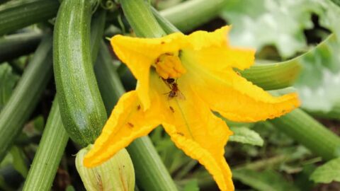How To Pollinate Zucchini Plants | Lawn.com.au