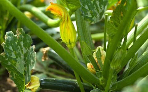 How To Pollinate Zucchini Plants | Lawn.com.au