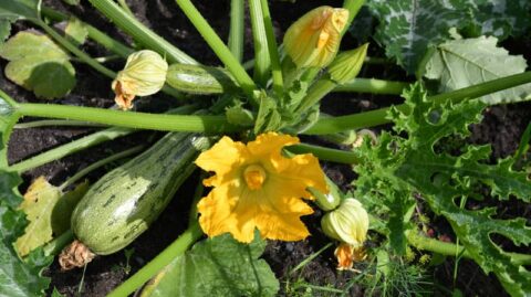 How To Pollinate Zucchini Plants | Lawn.com.au