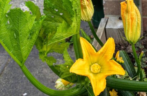 How To Pollinate Zucchini Plants | Lawn.com.au