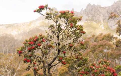 A Complete Guide To Australian Native Trees