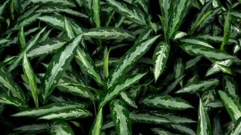 A Complete Guide To Aglaonema Varieties In Australia | Lawn.com.au
