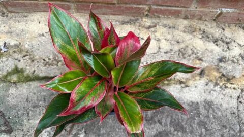 A Complete Guide To Aglaonema Varieties In Australia | Lawn.com.au