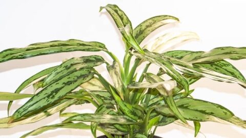 A Complete Guide To Aglaonema Varieties In Australia | Lawn.com.au