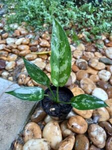 A Complete Guide To Aglaonema Varieties In Australia | Lawn.com.au