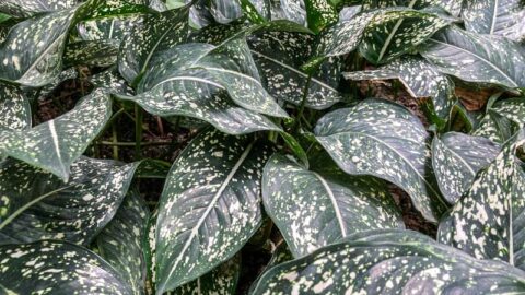 A Complete Guide To Aglaonema Varieties In Australia | Lawn.com.au