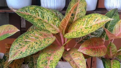 A Complete Guide To Aglaonema Varieties In Australia | Lawn.com.au