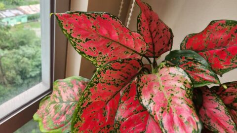A Complete Guide To Aglaonema Varieties In Australia | Lawn.com.au