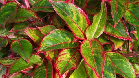A Complete Guide To Aglaonema Varieties In Australia | Lawn.com.au