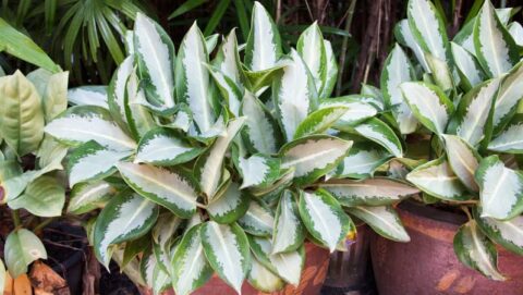 A Complete Guide To Aglaonema Varieties In Australia | Lawn.com.au