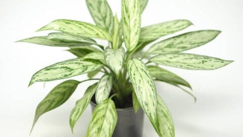 A Complete Guide To Aglaonema Varieties In Australia | Lawn.com.au