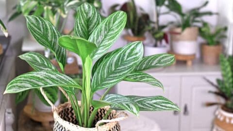 A Complete Guide To Aglaonema Varieties In Australia | Lawn.com.au