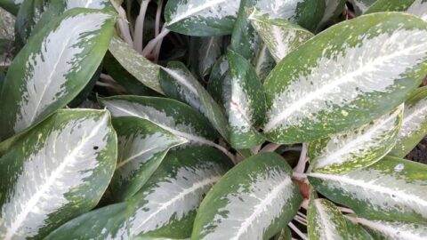 A Complete Guide To Aglaonema Varieties In Australia | Lawn.com.au