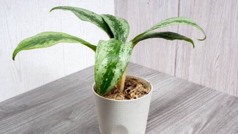 A Complete Guide To Aglaonema Varieties In Australia | Lawn.com.au