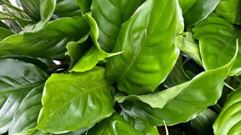 A Complete Guide To Aglaonema Varieties In Australia | Lawn.com.au