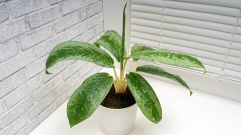 A Complete Guide To Aglaonema Varieties In Australia | Lawn.com.au